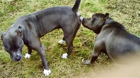 Спаривание крупным планом видео