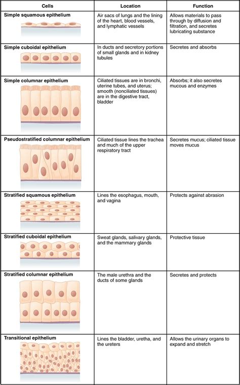 Summary Of Epithelial Tissues