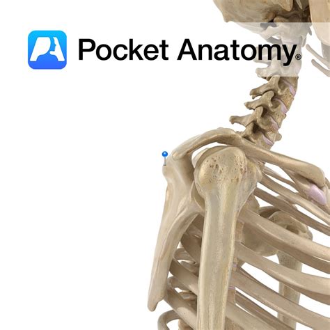 Scapula Infraspinous Fossa Pocket Anatomy