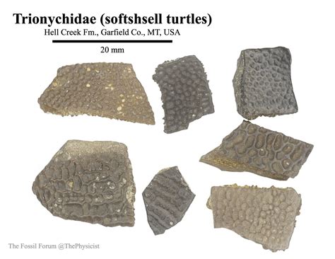 Softshell Turtles Cretaceous The Fossil Forum