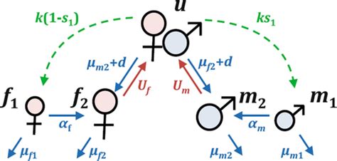 Mating Births And Transitions A Flexible Two‐sex Matrix Model For
