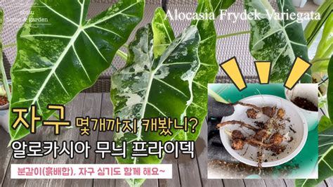 Alocasia Frydek Variegata 알로카시아 무늬 프라이덱 신나는 자구 캐기 분갈이 흙배합 자구심기 Youtube