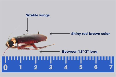 5 Pro Tips To Identify And Prevent Palmetto Bugs Honor Services