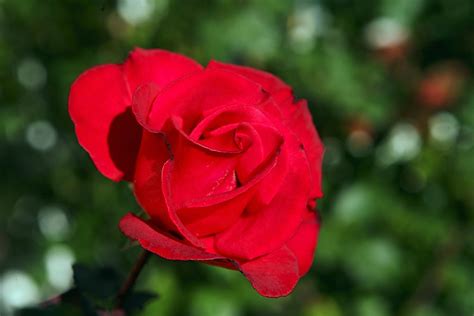 Red Roses Classic Or Cliche