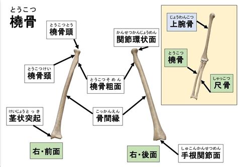 全身の骨格 前腕骨橈骨尺骨 名古屋市西区の椎間板ヘルニア腰痛整体 AandK Therapy Studio