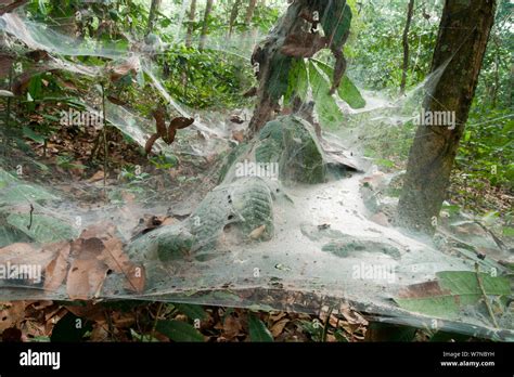 Funnel Web Spider Agelena Consociata Nest Colony And Associated Web Traps An Example Of