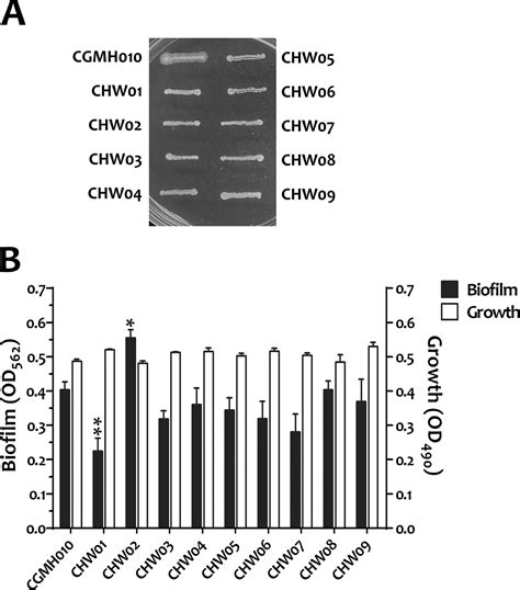 Prevalence Of Type Iv Pili Mediated Twitching Motility In Streptococcus Sanguinis Strains And