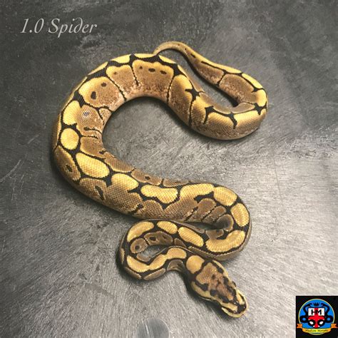 spider ball python by hudson morphs morphmarket