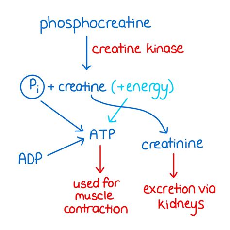 Phosphocreatine And Atp Muscles Ep 3 Zoë Huggett Tutorials