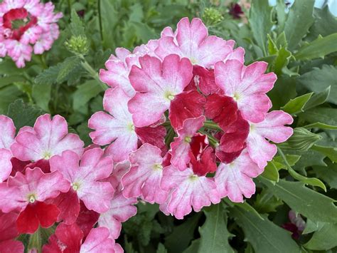 I Took Over Photos With The Iphone Pro Max Vs Google Pixel Pro Xl Heres The Winner