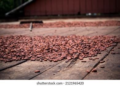 1 Thousand Cacao Bean Fermentation Royalty Free Images Stock Photos Pictures Shutterstock