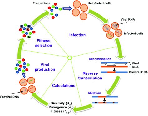 A Schematic Representation Of The Simulation Procedure Download Scientific Diagram