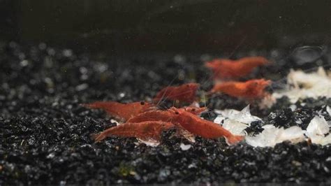 18 2 Bonus Cherry Shrimp Neocaridina Freshwater Aquarium Freshwater Aquarium Shrimp Fresh