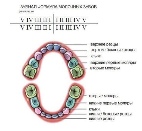Прорезывание зубов, молочный прикус. | Прорезывание зубов, Зубы, Ортодонтия