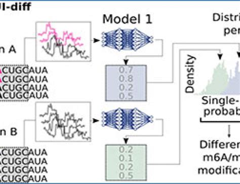 Using Next Generation Rna Sequencing To Identify Imprinted Genes Rna Seq Blog
