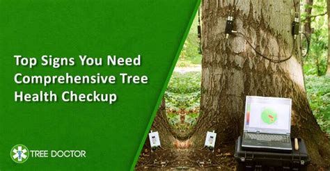 Top Signs You Need Comprehensive Tree Health Checkup