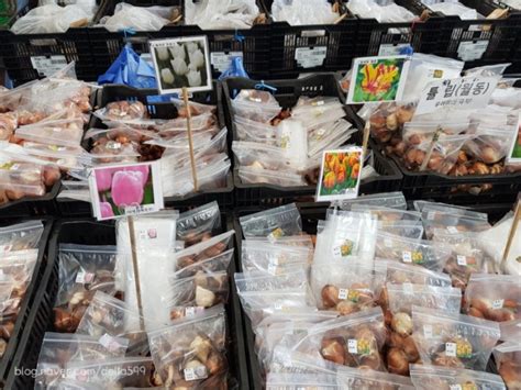 양재꽃시장 태광식물원 위치 튤립 구근 파는곳 베란다 심기 네이버 블로그