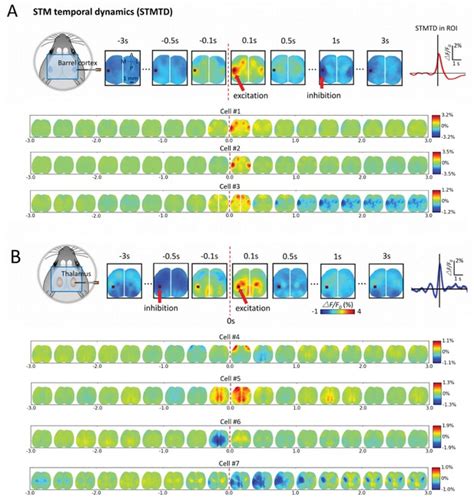 Mapping Cortical Mesoscopic Networks Of Single Spiking Cortical Or Sub Cortical Neurons Elife