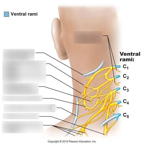 Biol330 Cervical Nerve Plexus Diagram Quizlet