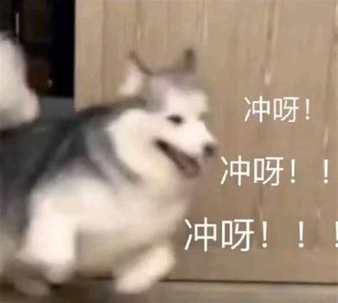 你们有哪些可爱的狗狗表情包吗？ 知乎