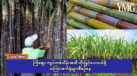 ကြံဈေး ကျပ်တစ်သိန်းအထိ တိုးမြှင့်ပေးဝယ်ဖို့ သကြားစက်ရုံများစီစဉ်နေ Youtube