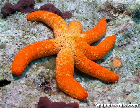Echinoderms Guamreeflife