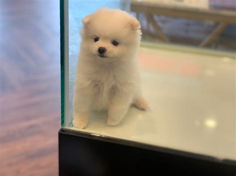 포메라니안 여아599000 울산강아지분양 요크셔테리어분양가 새끼강아지분양 잉글리쉬불독 천안고양이분양 가정강아지분양 강아지입양 보더콜리 강아지책임분양 브리티쉬숏헤어