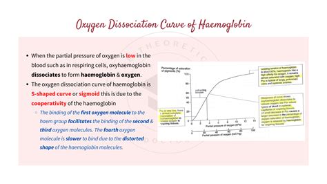 Oxygen Dissociation Curves Of Haemoglobin Myoglobin And Foetal