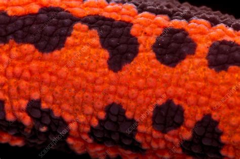 Firebelly Newt Cynops Pyrrhogaster Stock Image C Science Photo Library
