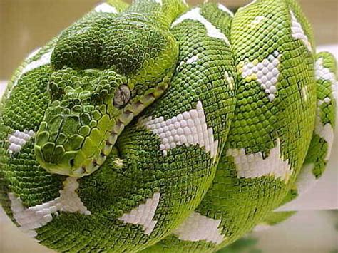 Legless Army — Green Tree Python Vs Emerald Tree Boa