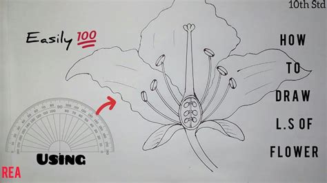 Labelled Diagram Of Longitudinal Section Of Flower Longitudi