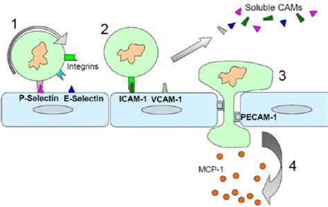 The Multistep Model Of Leukocyte Migration 1 Leukocytes Bind To