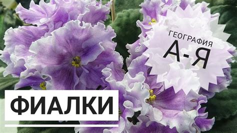 Фиалки от А до Я. Выбираем фиалку по географии. - YouTube