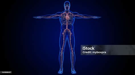 의료 개념 3d 렌더링을 위한 인간의 심장 순환계 해부학 3차원 형태에 대한 스톡 사진 및 기타 이미지 3차원 형태 건강관리와 의술 과학 Istock