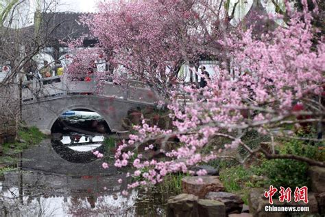 南京莫愁湖海棠花盛放展画意江南 搜狐大视野 搜狐新闻