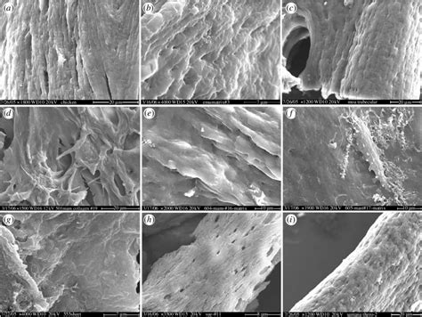 Sem Of Demineralized Bone Matrix From Multiple Specimens A Fresh Download Scientific Diagram