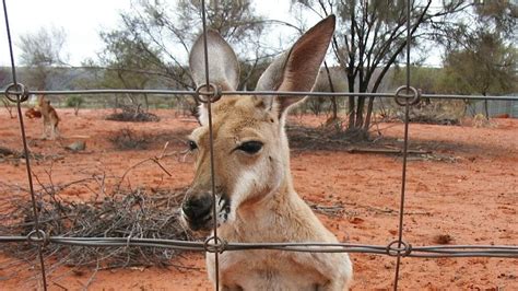 Growing Nsw Kangaroo Population Prompts Warning From Farmers