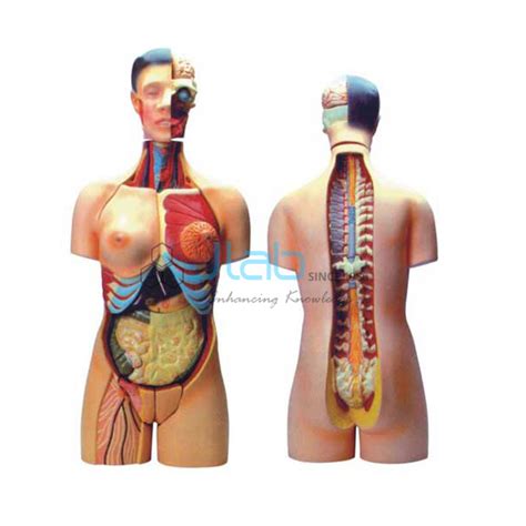 Torso With Interchangable Sex Organs JAab