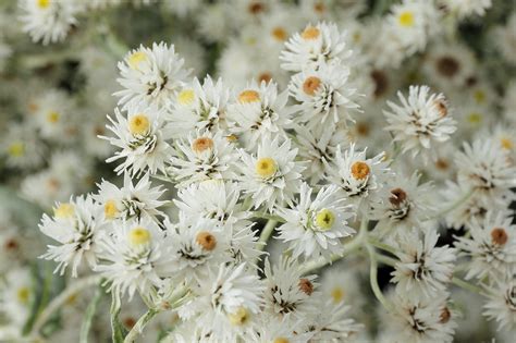 Anaphalis Triplinervis Ballyrobert Gardens