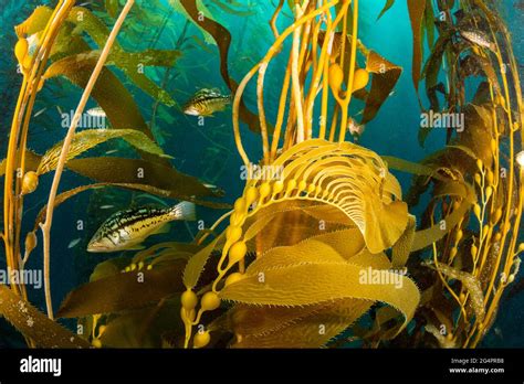 Kelp Bass Paralabrax Clathratus In Kelp Forest Santa Barbara