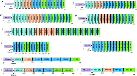 Schematic Diagram Of Multi Epitope Chimeric Constructs The