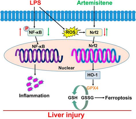 Frontiers Artemisitene Alters LPS Induced Oxidative Stress