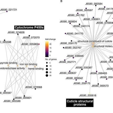 Gene Concept Network Showing Links Between Genes With Shared