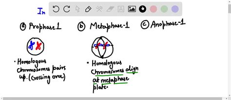 Solved Is The Alignment Of Chromosomes At Metaphase Of Meiosis Ii Is