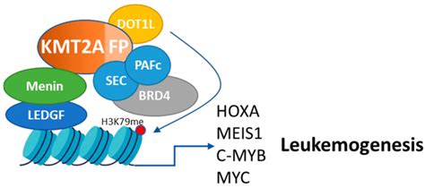 Synergistic Strategies For Kmt2a Rearranged Leukemias Beyond Menin Inhibitor Pmc