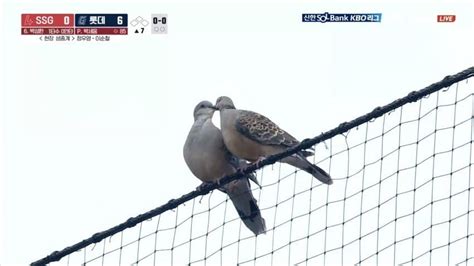 사직구장에서 방송중인데도 애정행각 펼치는 커플 인스티즈 Instiz 이슈 카테고리