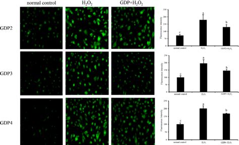 Figure 4 From Enzymatic Degradation Of Gracilariopsis Lemaneiformis Polysaccharide And The