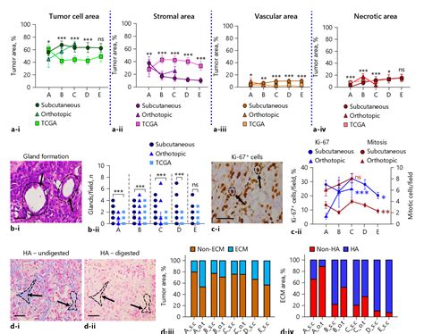 Figure 2 From A Multistep Tumor Growth Model Of High Grade Serous