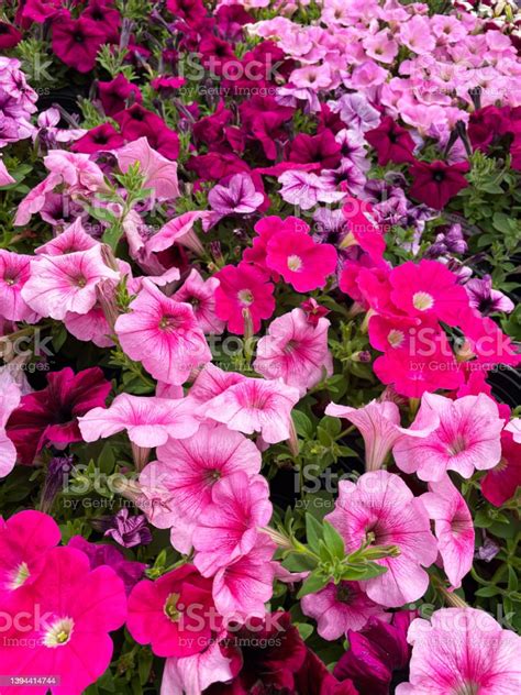 정원 센터에 전시 된 분홍색 꽃 피튜니아의 다양한 색조의 행의 전체 프레임 이미지 전경에 초점 0명에 대한 스톡 사진 및 기타 이미지 Istock