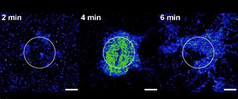 Team Manipulates Intracellular Signal Transduction Using Optogenetic Technology September 2025